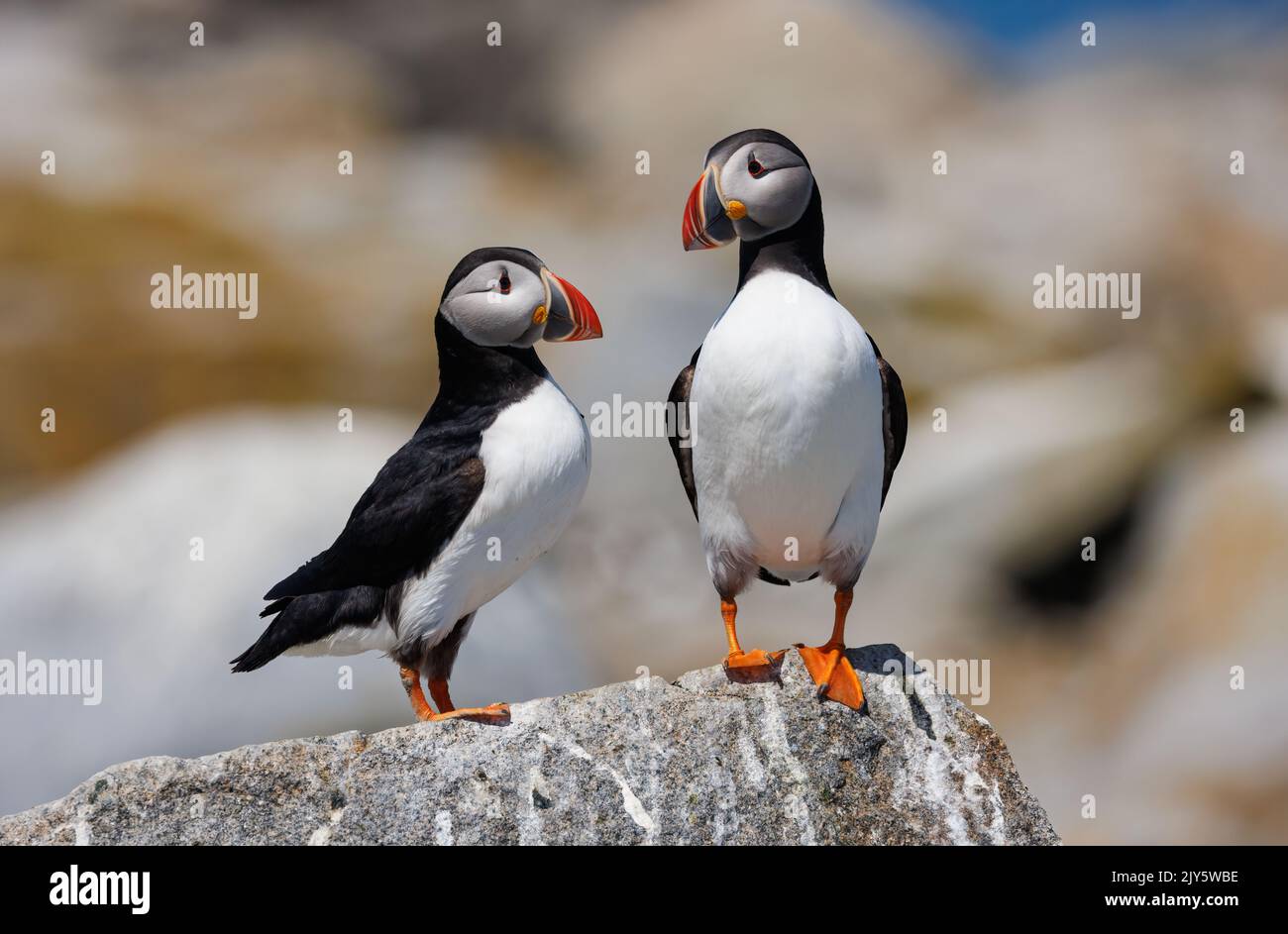 Atlantic puffins on an island off the coast of Maine Stock Photo - Alamy