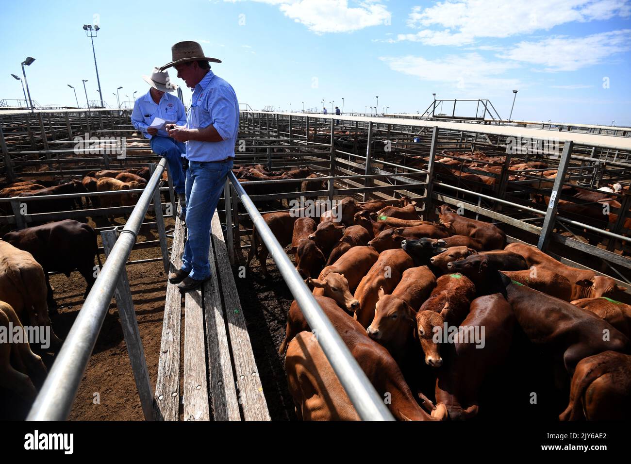 Livestock agents prepare to auction off cattle at the Roma saleyards in ...
