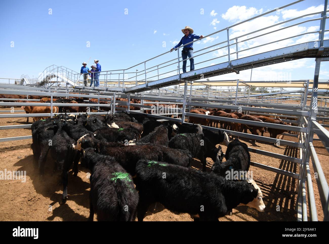 Livestock agent Sarah Packer is seen during an auction at the cattle ...