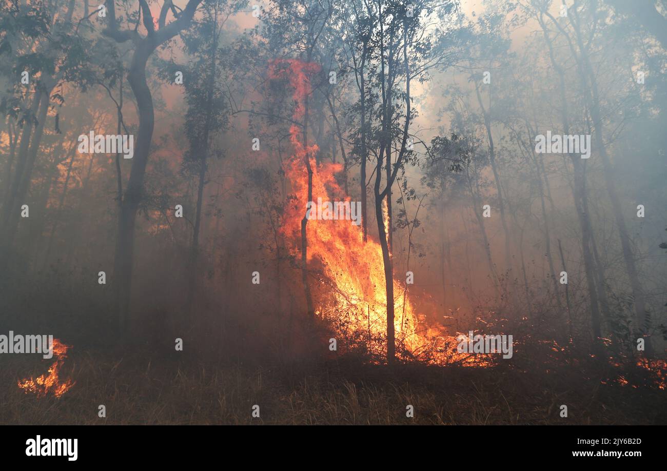 Firefighters battle bushfires in Busbys Flat, northern NSW, Wednesday ...