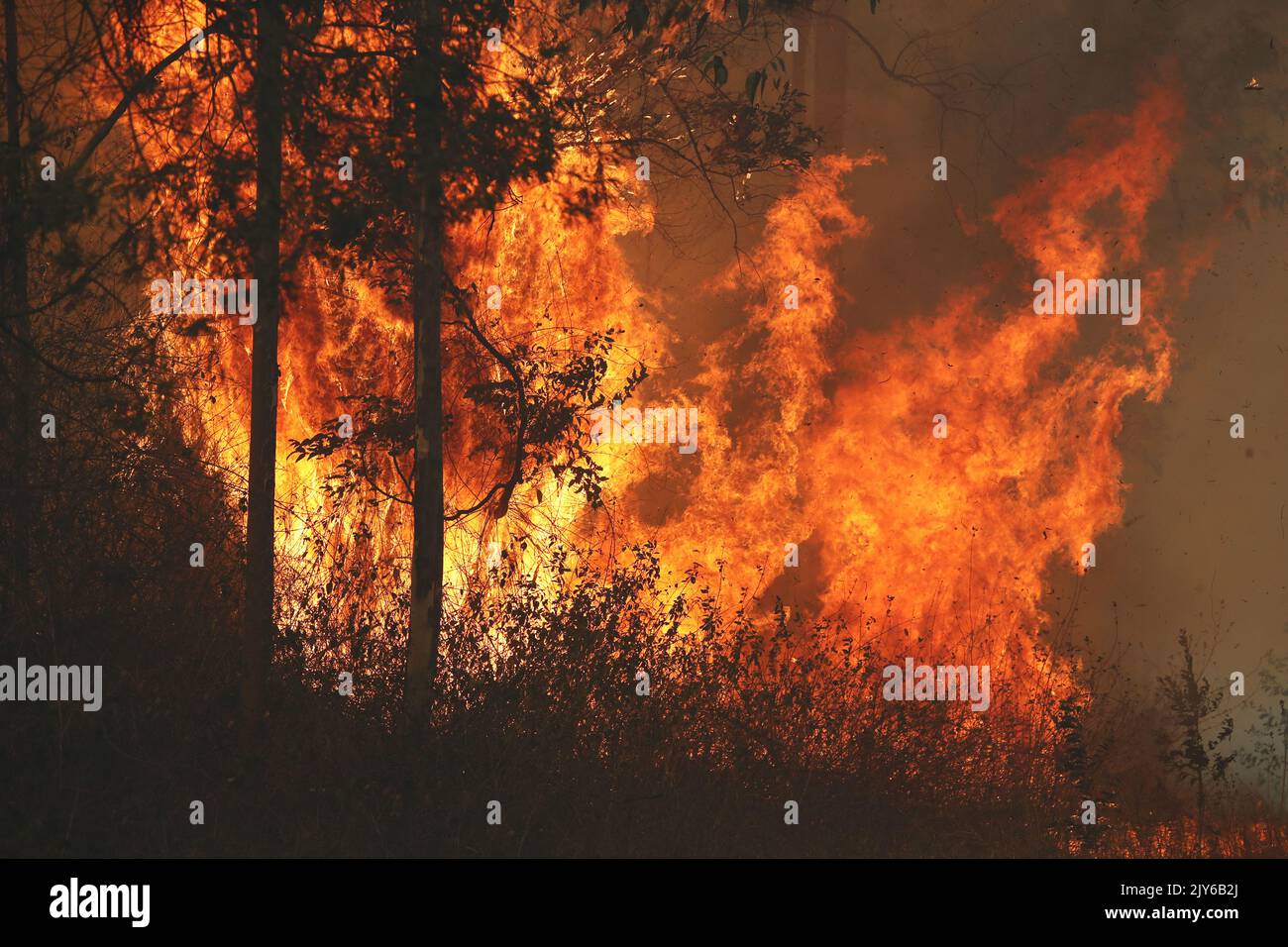 Firefighters battle bushfires in Busbys Flat, northern NSW, Wednesday ...