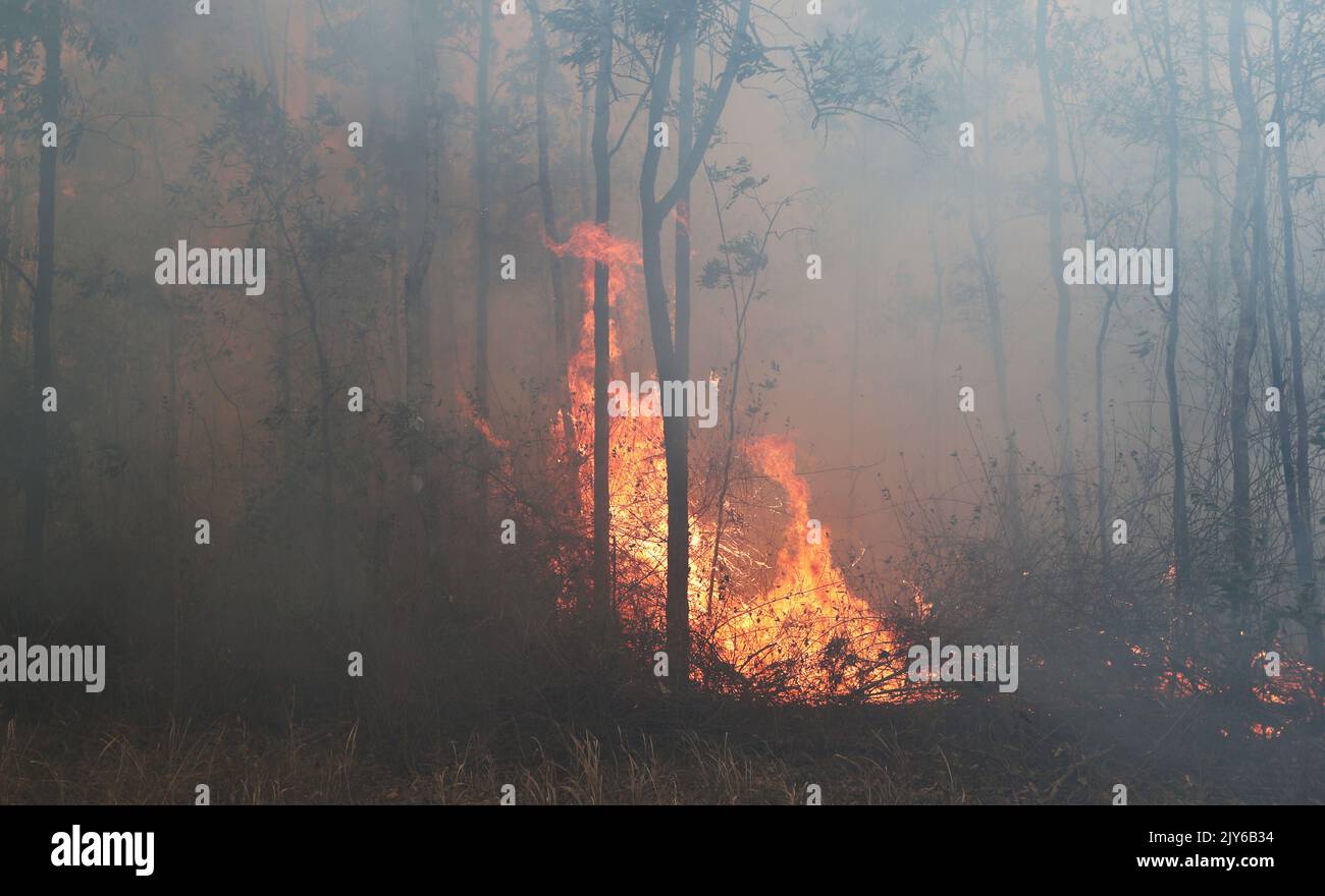 Firefighters battle bushfires in Busbys Flat, northern NSW, Wednesday ...