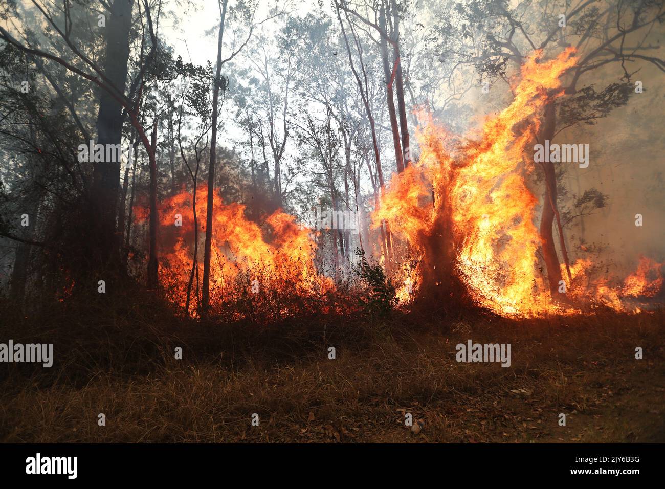 Firefighters battle bushfires in Busbys Flat, northern NSW, Wednesday ...