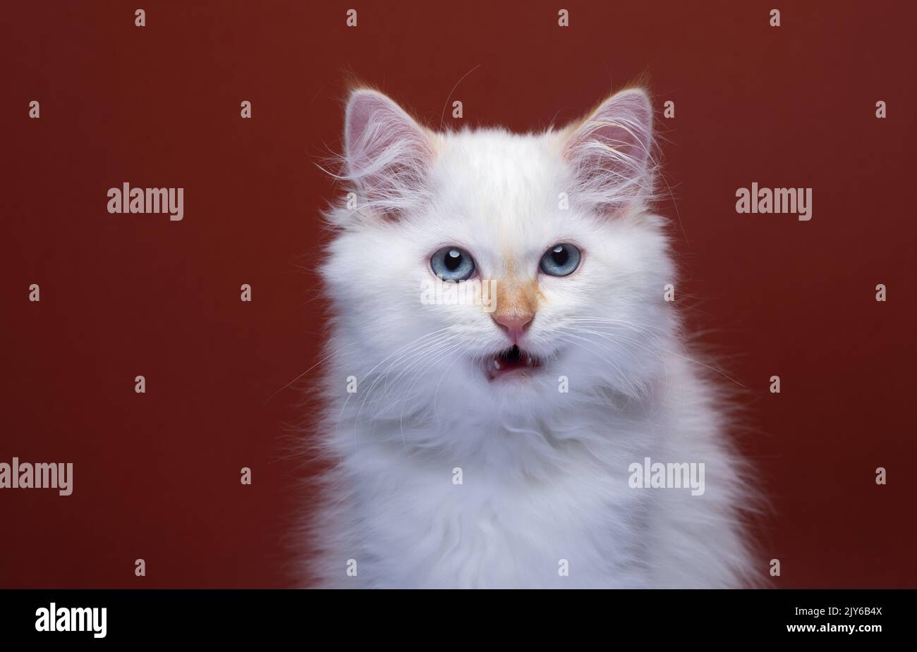 fluffy white siberian kitten portrait with mouth open meowing on red ...