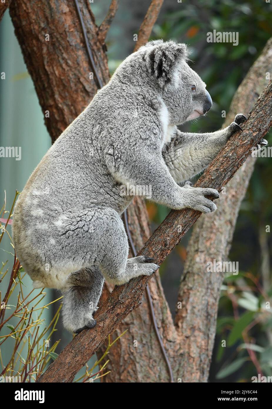 A Koala sits in a tree during the official opening of the Taronga Zoo ...