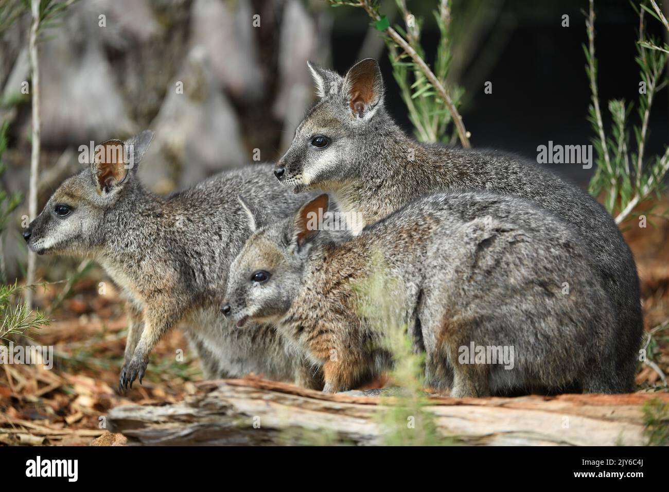 A Tammar wallaby during the official opening of the Taronga Zoo ...