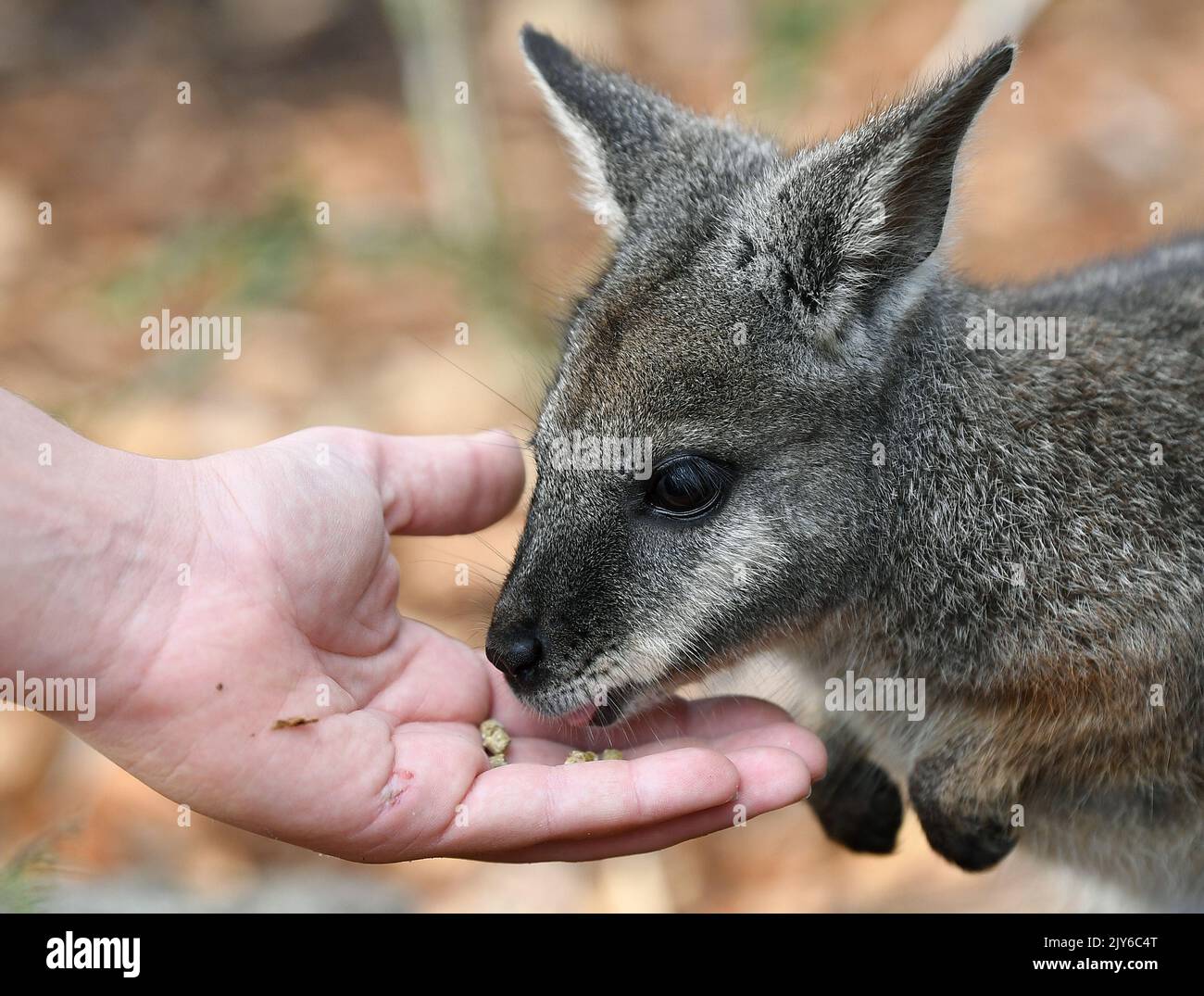 A Tammar wallaby during the official opening of the Taronga Zoo ...