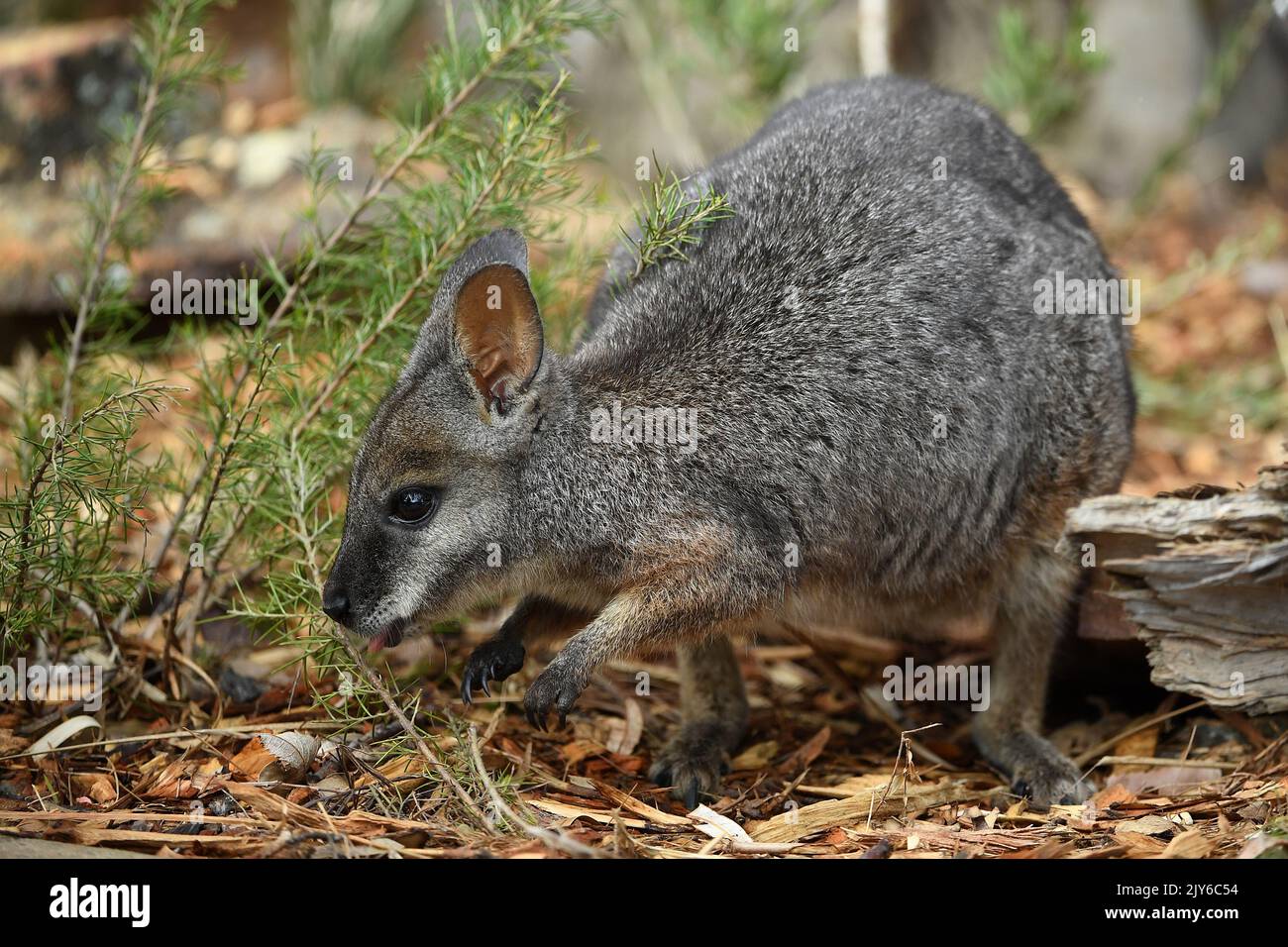 A Tammar wallaby during the official opening of the Taronga Zoo ...