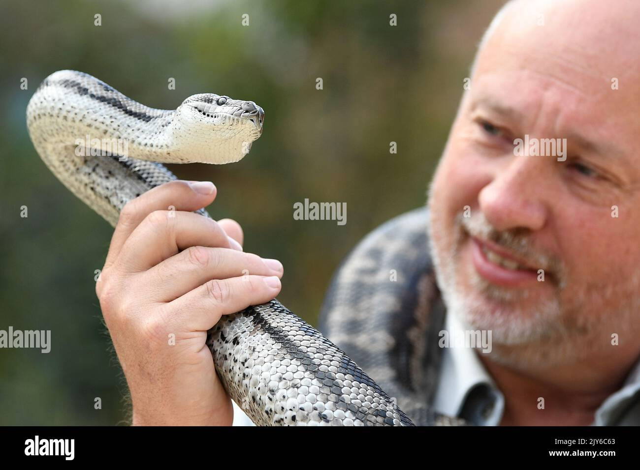 Keeper Paul Hare holds a Murray darling python during the official ...