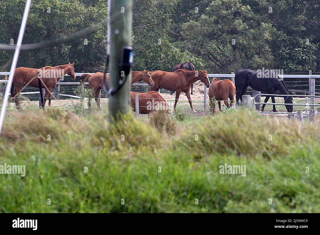 Horses are seen at the Meramist Abattoir in Caboolture, north of ...