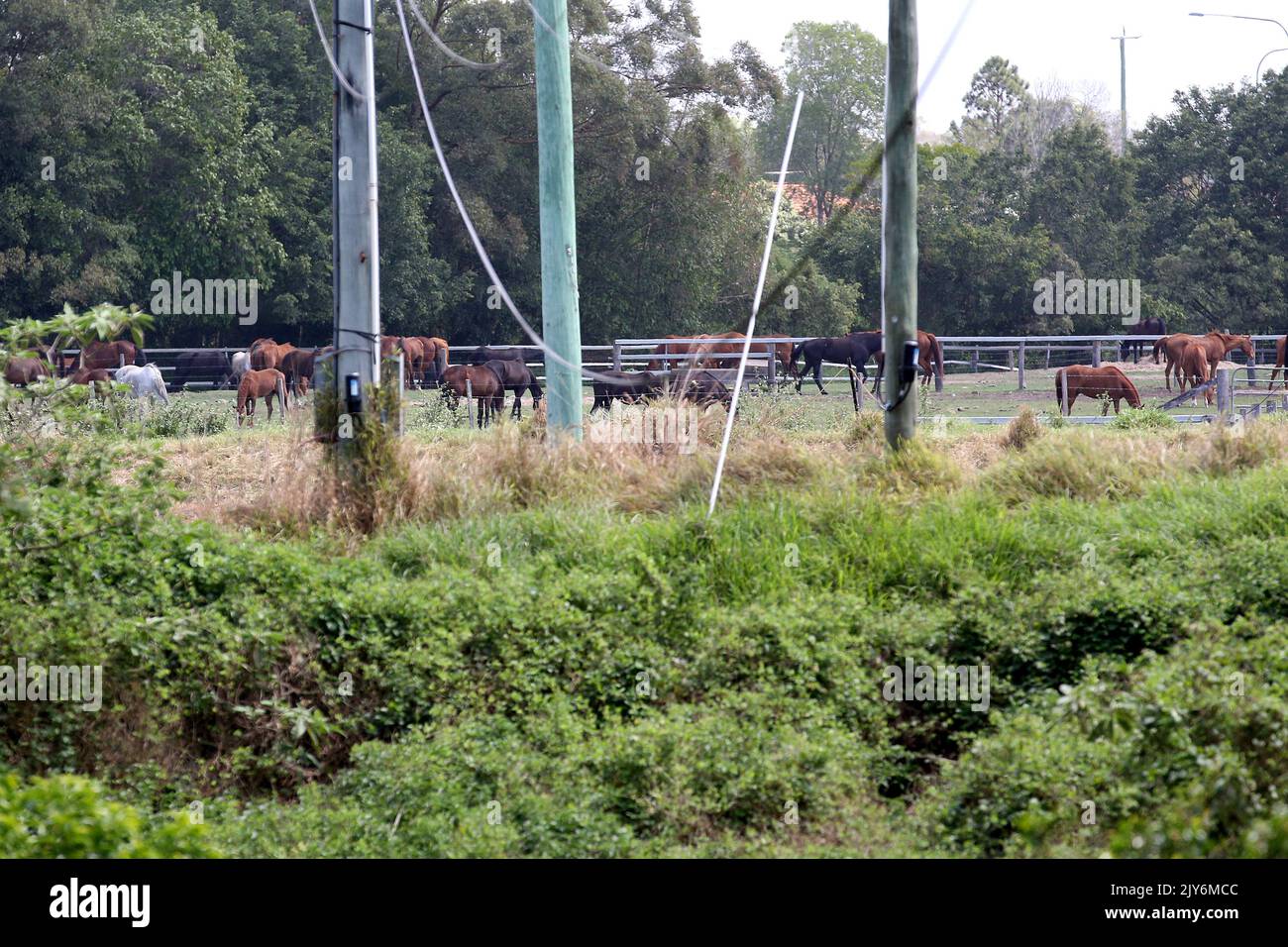 Horses are seen at the Meramist Abattoir in Caboolture, north of ...