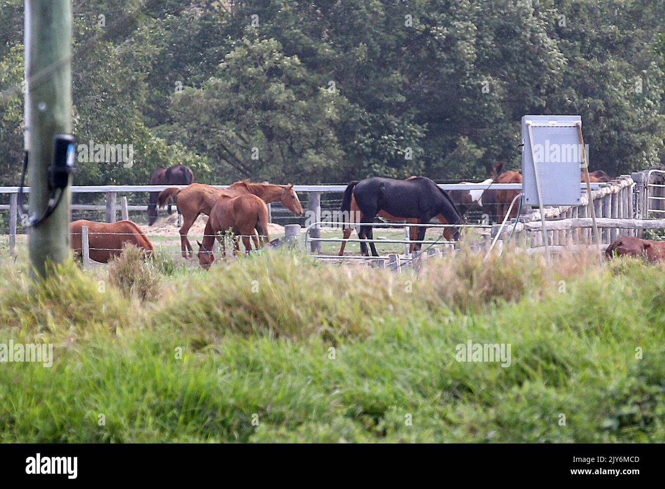 Horses are seen at the Meramist Abattoir in Caboolture, north of ...