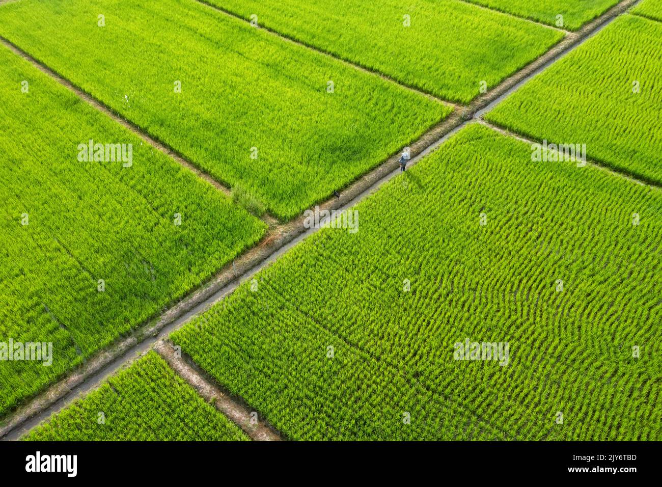 Beautiful rectangle green Paddy Rice Field from Drone view, Thailand ...