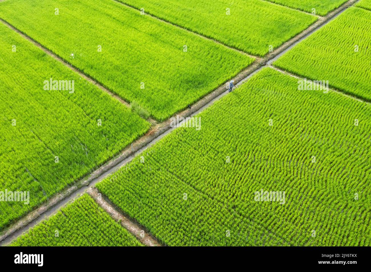 Beautiful rectangle green Paddy Rice Field from Drone view, Thailand ...