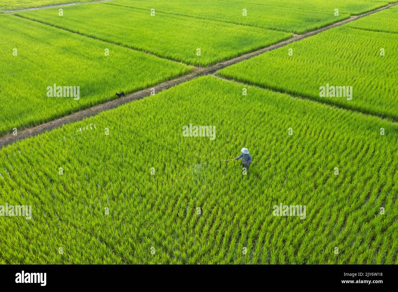 Beautiful rectangle green Paddy Rice Field from Drone view, Thailand ...