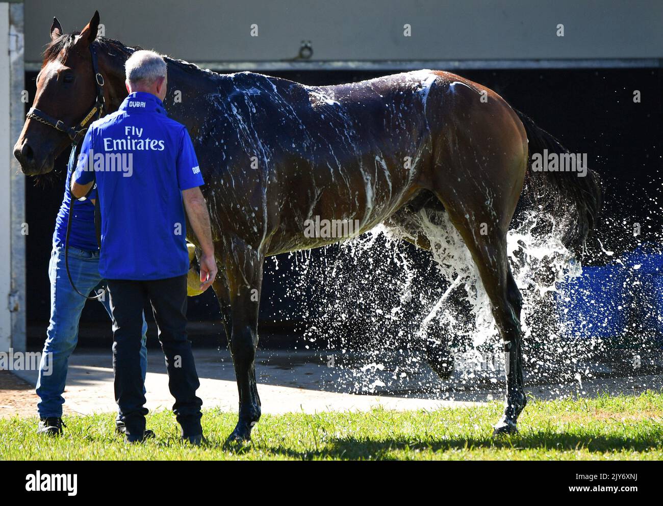 D'bai is washed down after a trackwork session at Werribee Racecourse ...