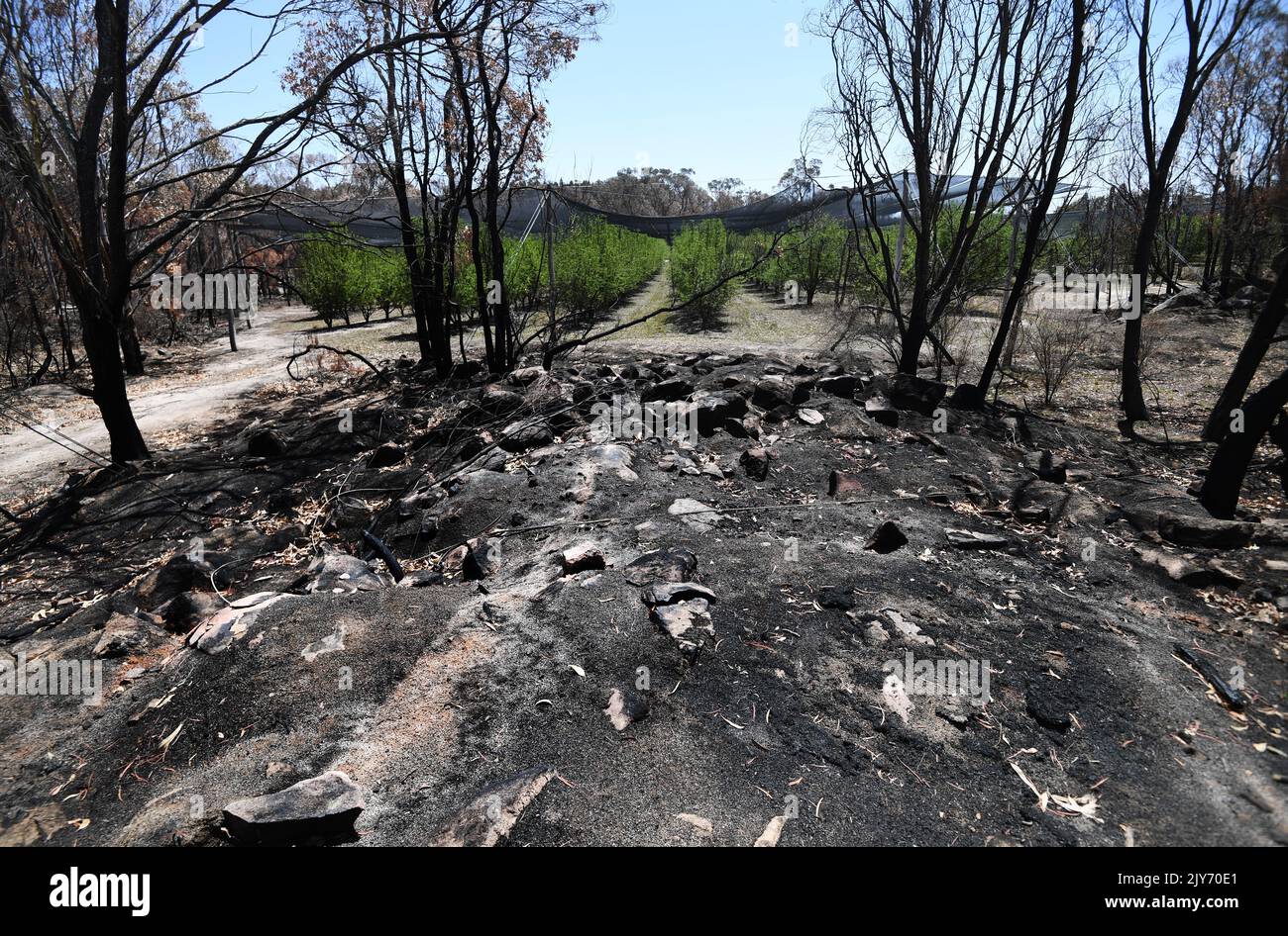 A bushfire and drought affected apple orchard in Applethorpe ...
