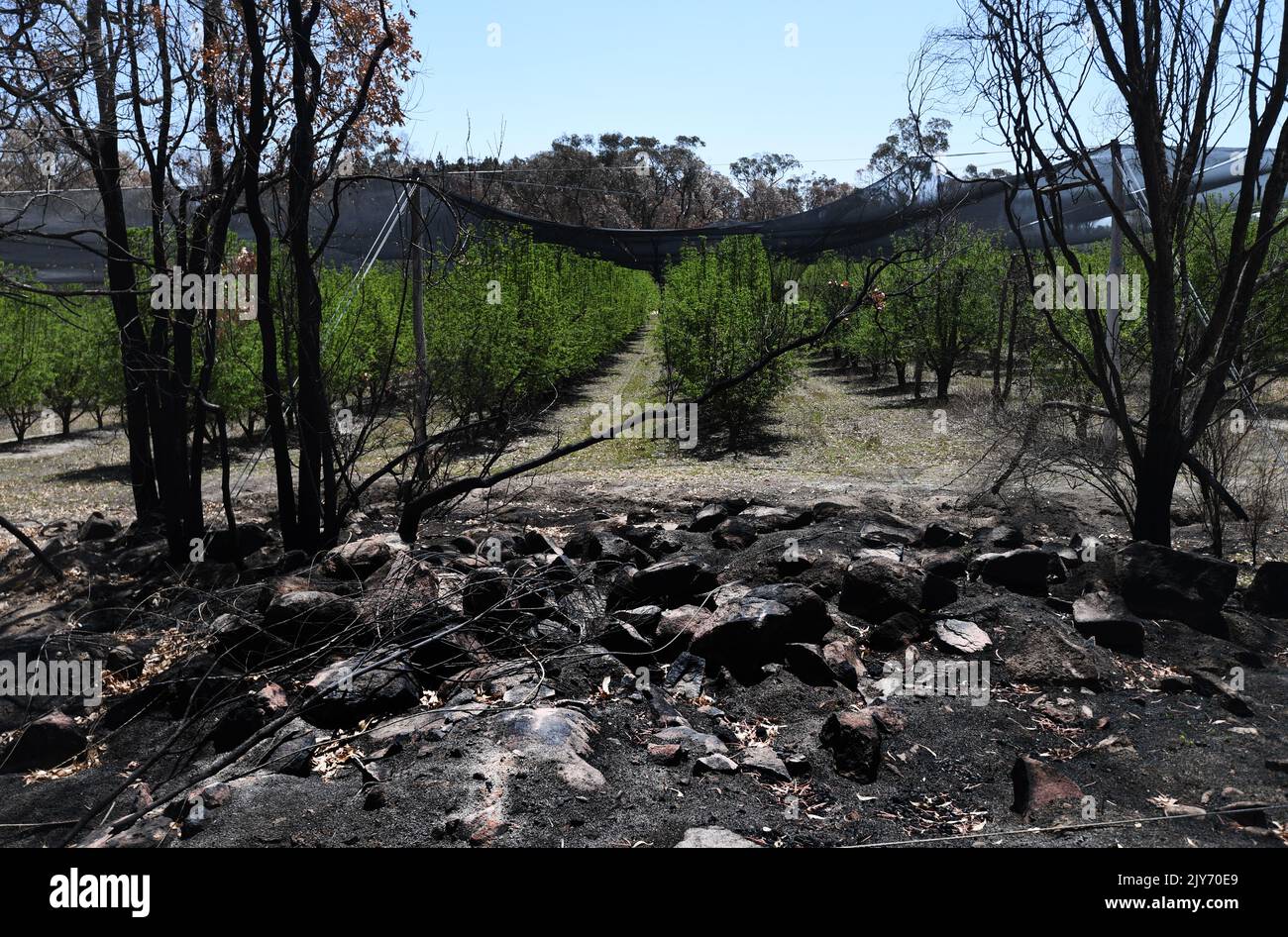 A bushfire and drought affected apple orchard in Applethorpe ...