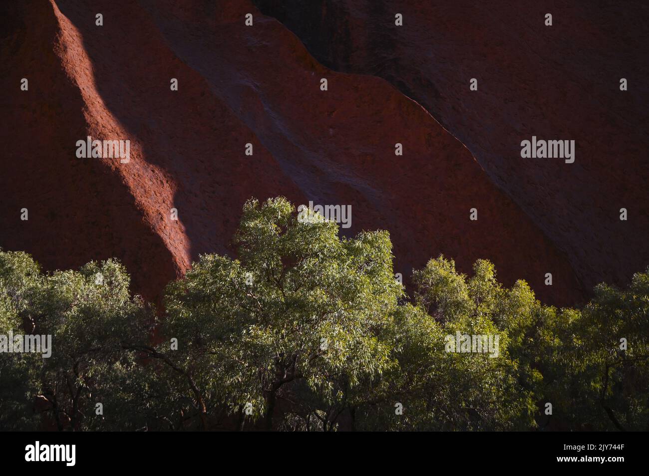 Trees are seen on the Mala Walk at Uluru, also known as Ayers Rock at ...