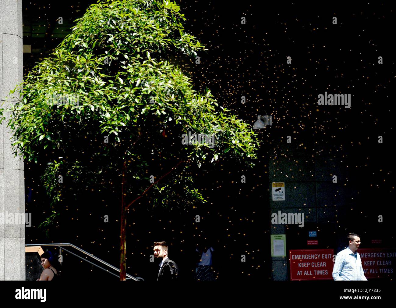 A swarm of bees fly through Liverpool Street in Sydney, Thursday ...