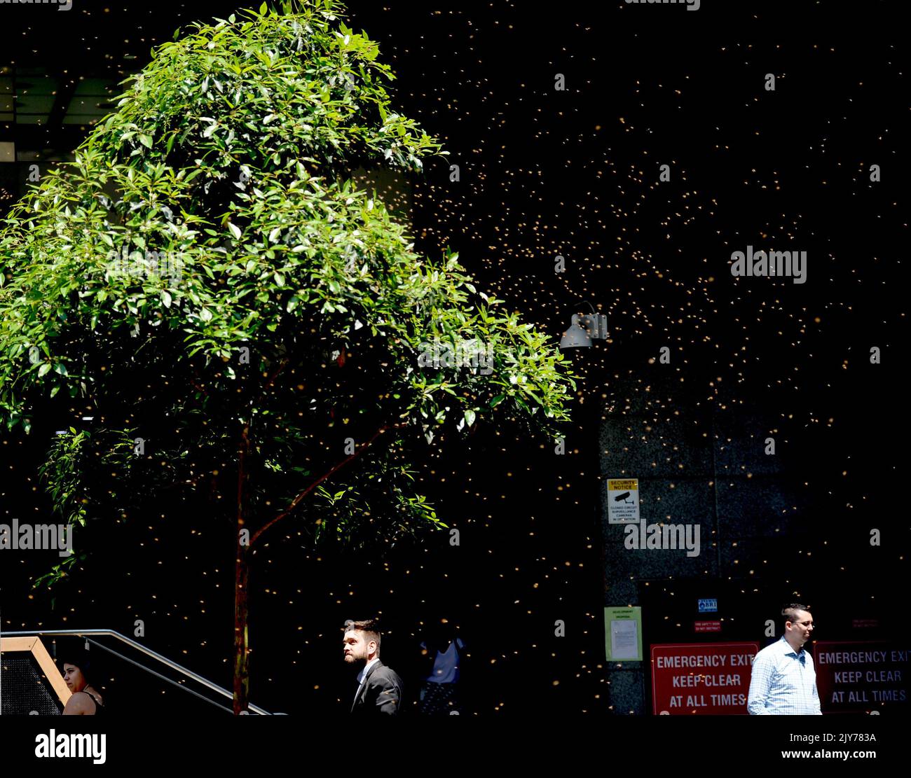 A swarm of bees fly through Liverpool Street in Sydney, Thursday ...