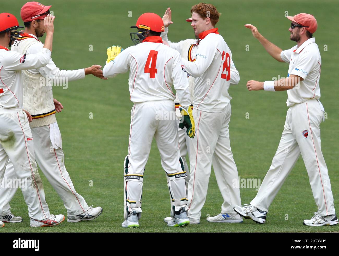 Redback players celebrate the dismissal of Caleb Jewell of the Tigers ...