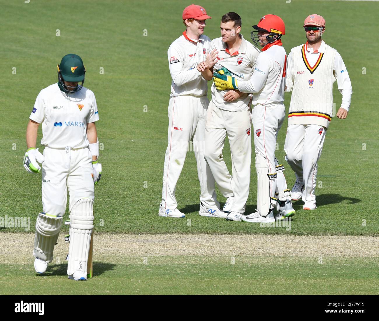 Redback players celebrate the dismissal of Tim Paine of the Tigers ...
