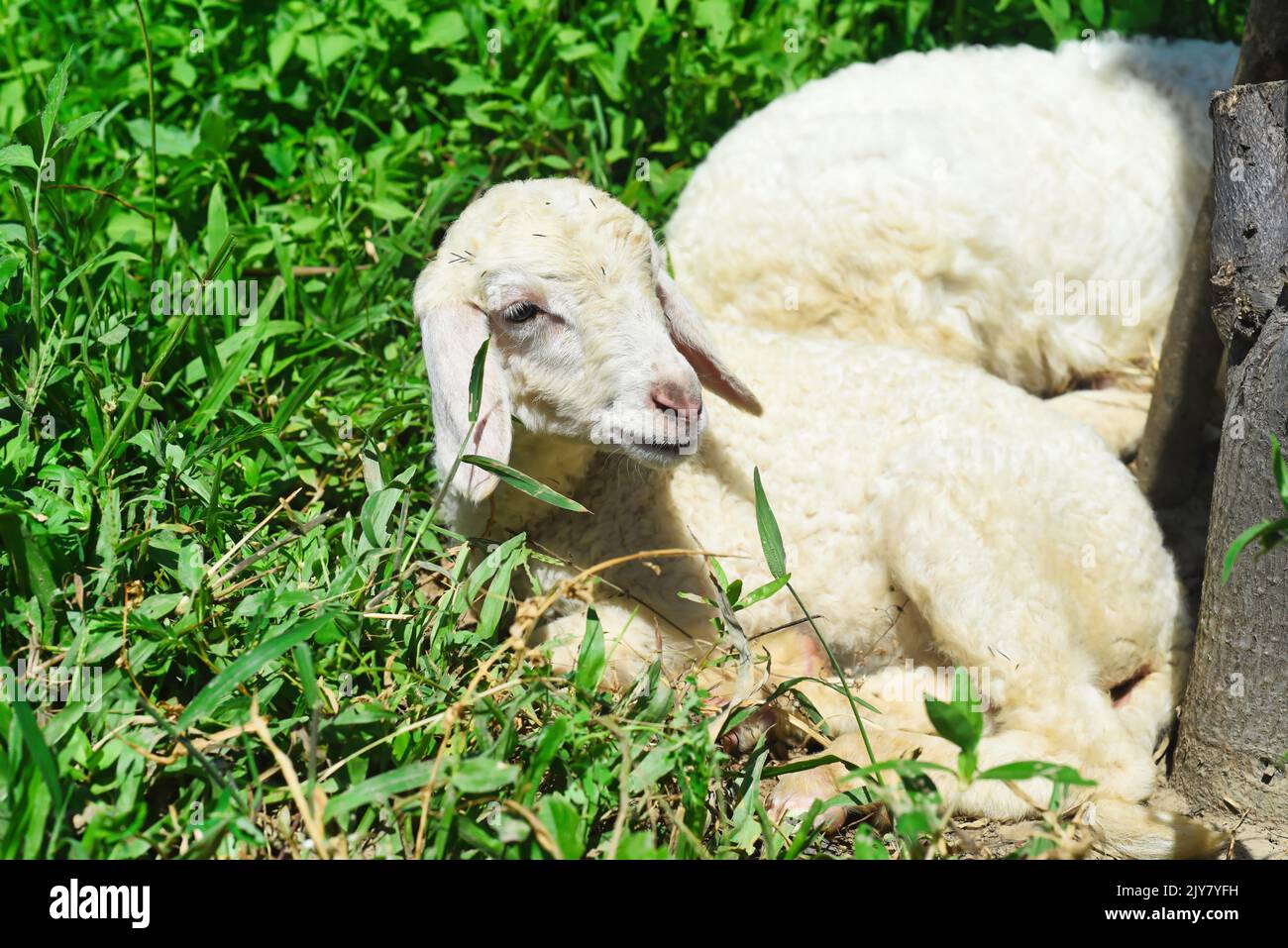 Sunny sleep hi-res stock photography and images - Alamy