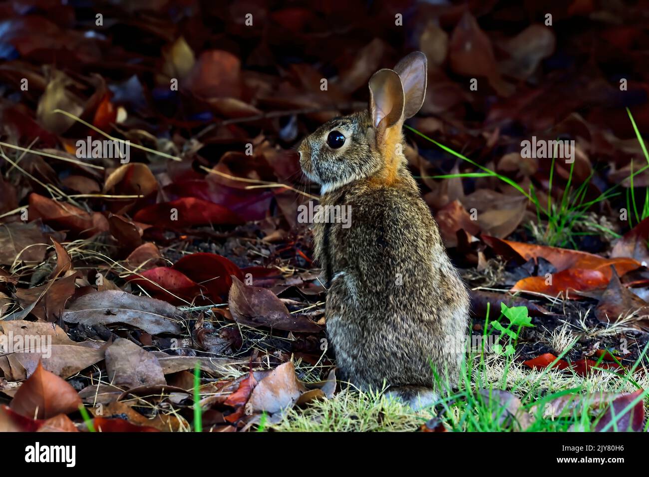 A wild Eastern Cottontail Rabbit "Sylvilagus floridanus", looking back ...