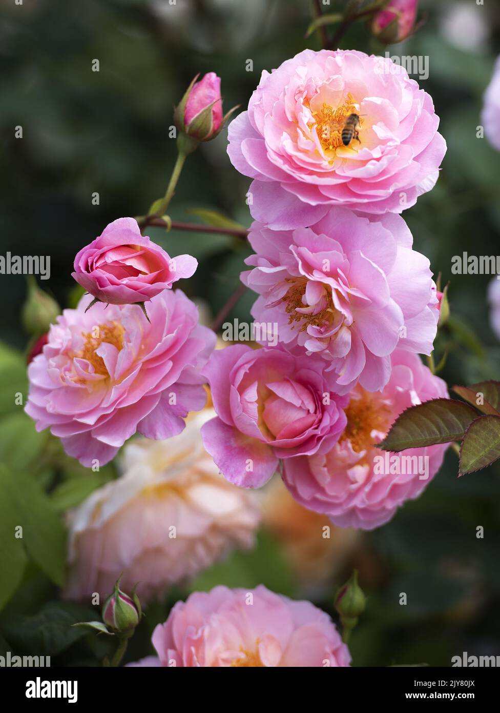 Roses in bloom at the International Rose Garden Festival in Morwell ...