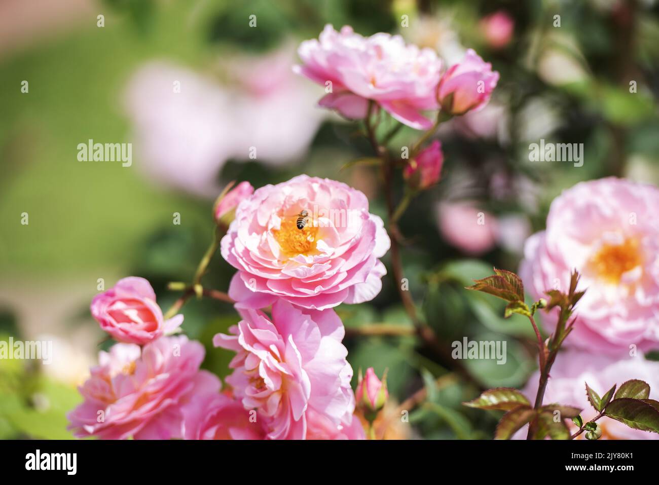 Roses in bloom at the International Rose Garden Festival in Morwell ...