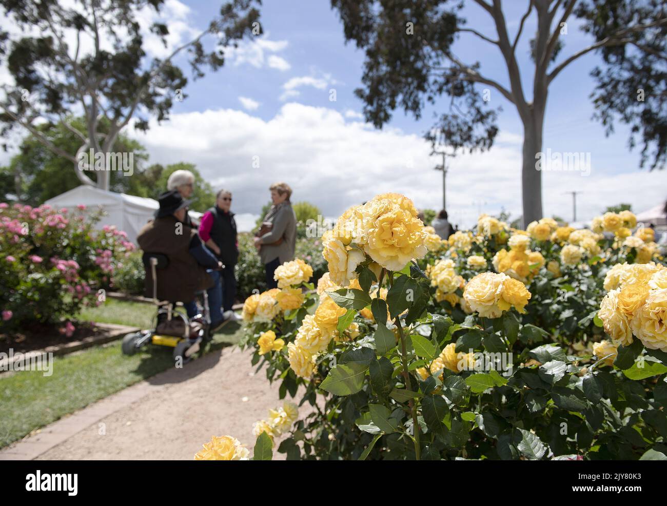 Roses in bloom at the International Rose Garden Festival in Morwell ...