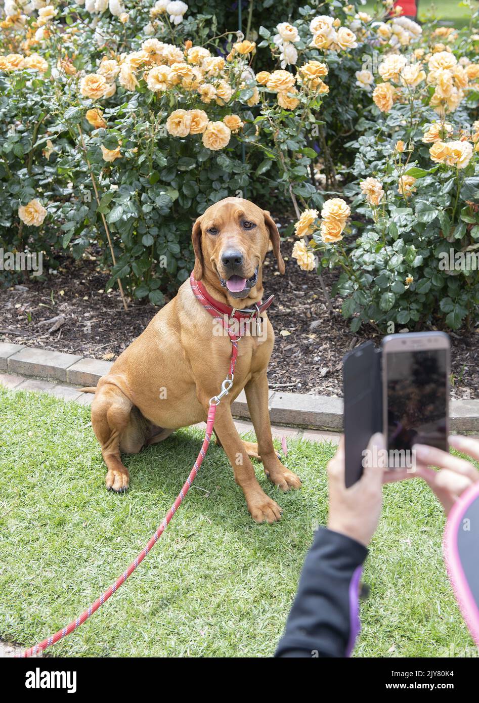 Ruby the dog poses for a photo at the International Rose Garden ...