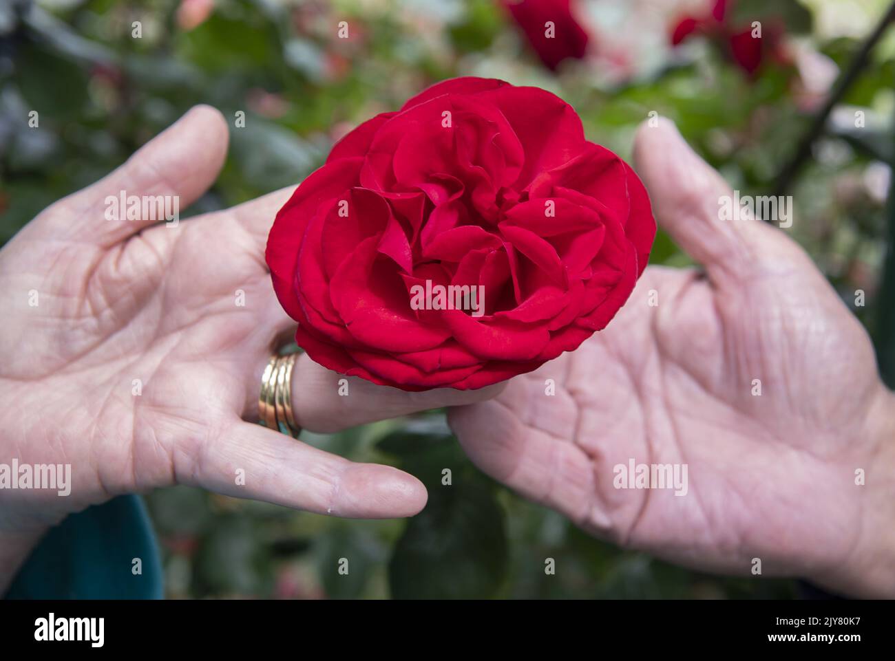 The International Rose Garden Festival in Morwell, Victoria, Sunday ...
