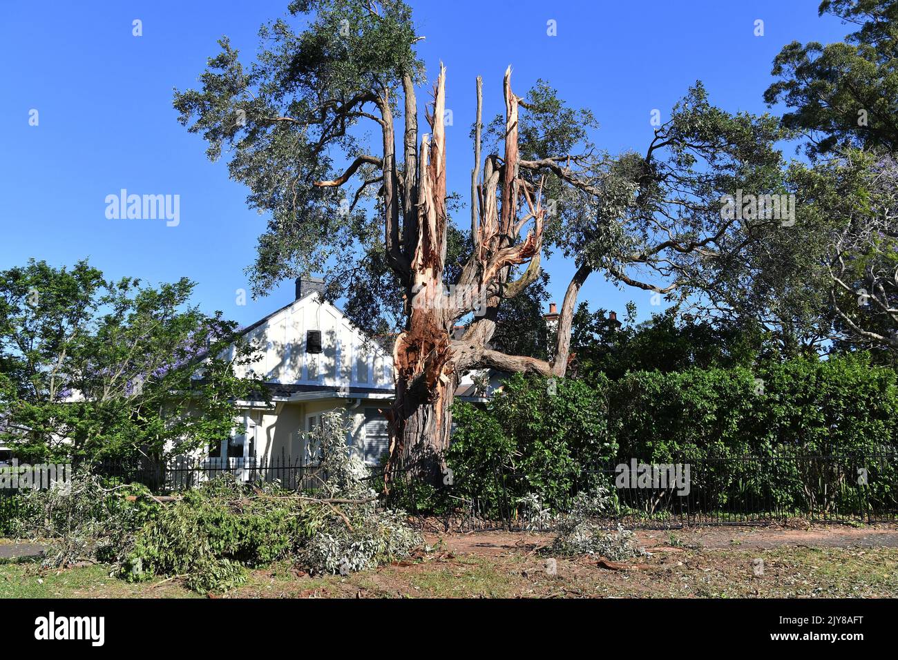 Broken trees, debris and snapped power poles in the suburb of Gordon ...