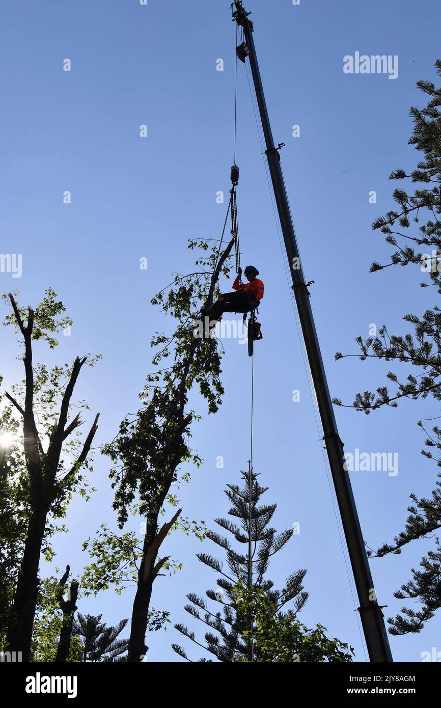 Tree loppers and clean up crews clear debris along Stanhope Road in the ...