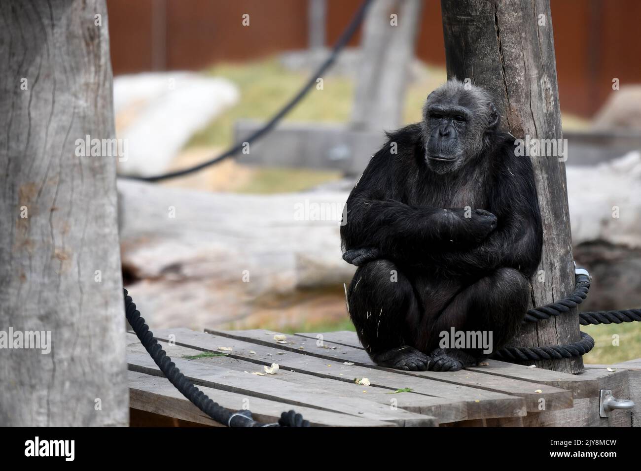 A Common Chimpanzee is seen in its enclosure during the offical opening ...