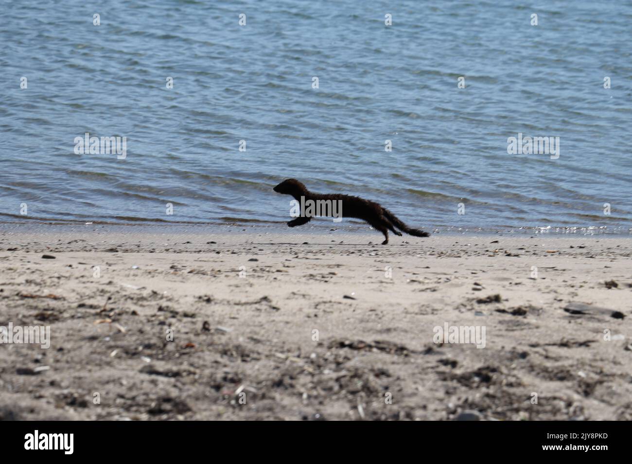 Skunk teeth hi-res stock photography and images - Alamy