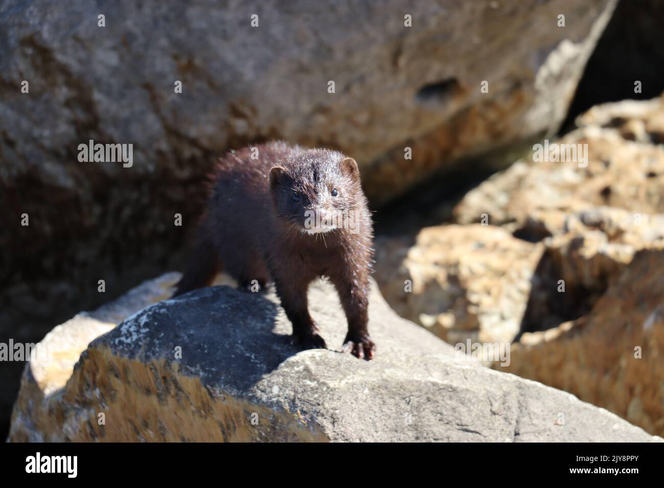 Skunk teeth hi-res stock photography and images - Alamy