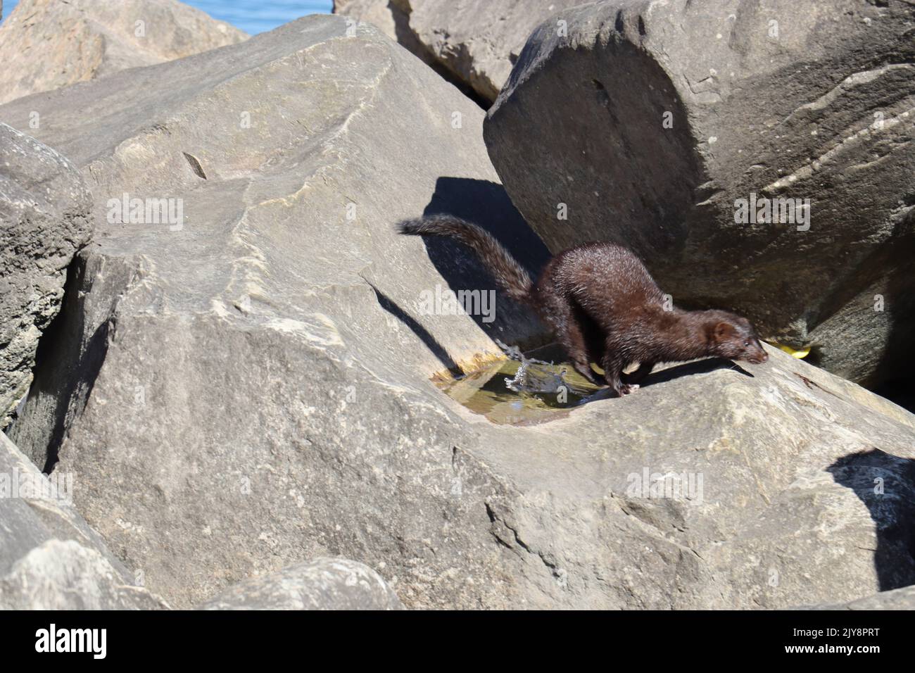 Skunk teeth hi-res stock photography and images - Alamy