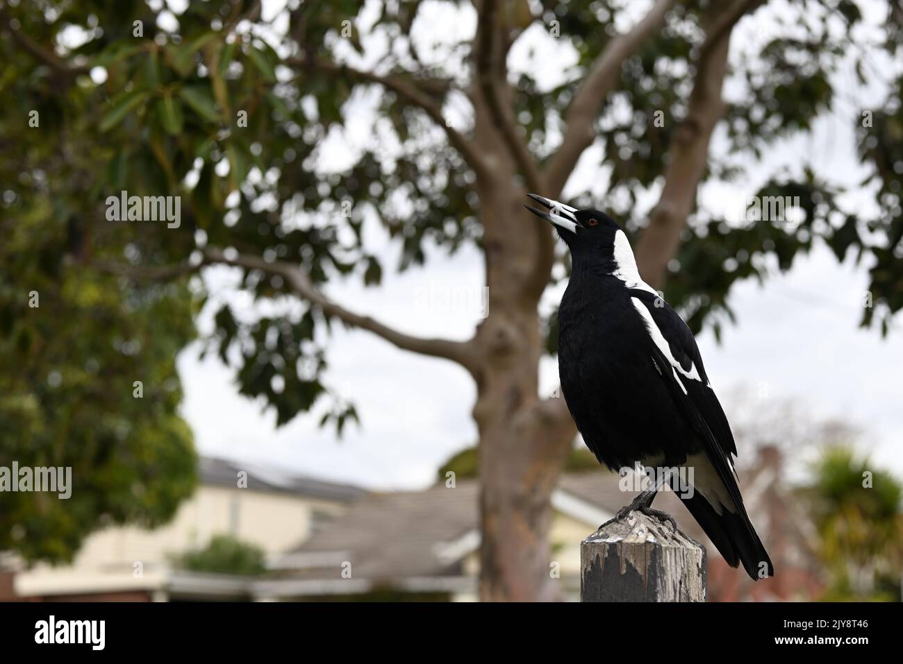 Magpie fence hi-res stock photography and images - Alamy