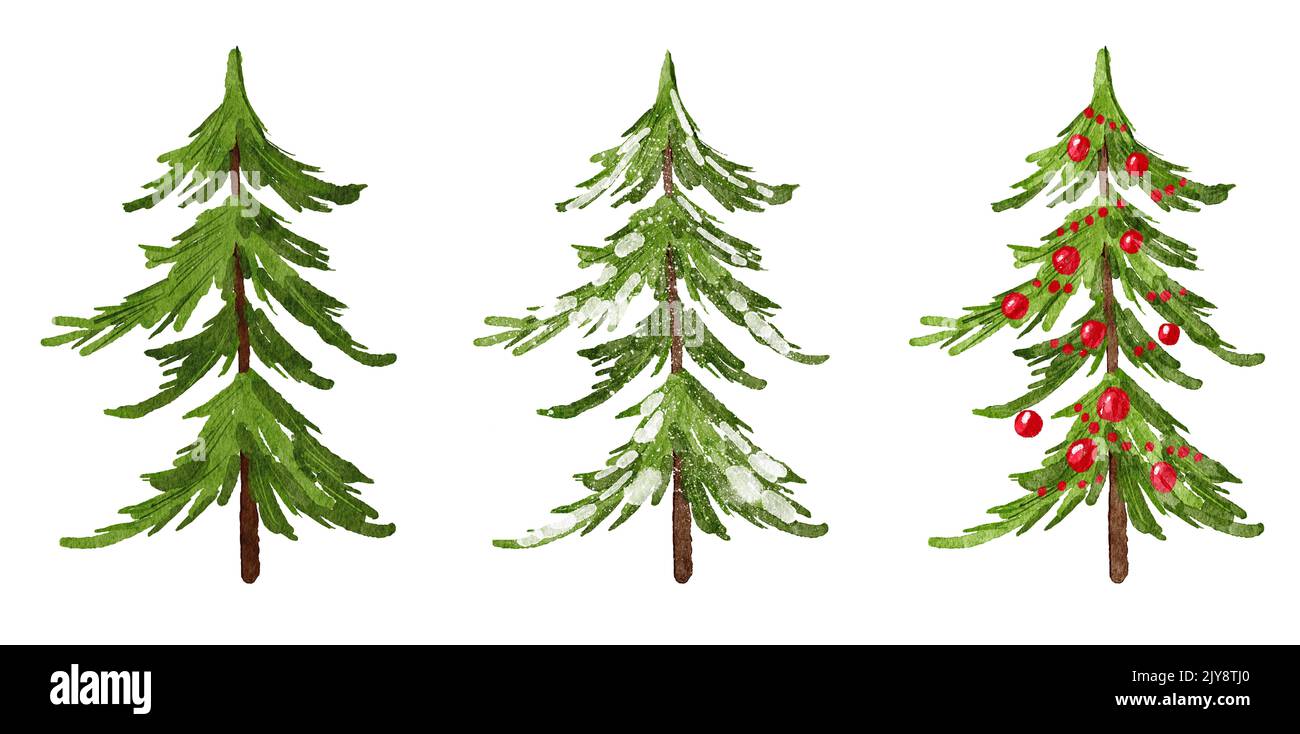Evergreen Tree Illustration Evergreen Tree PNG Transparent Images Free