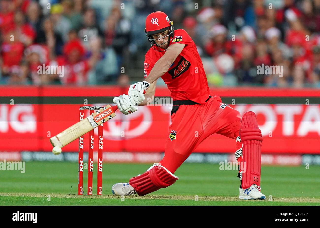 Beau Webster of the Renegades bats during the Big Bash League (BBL ...