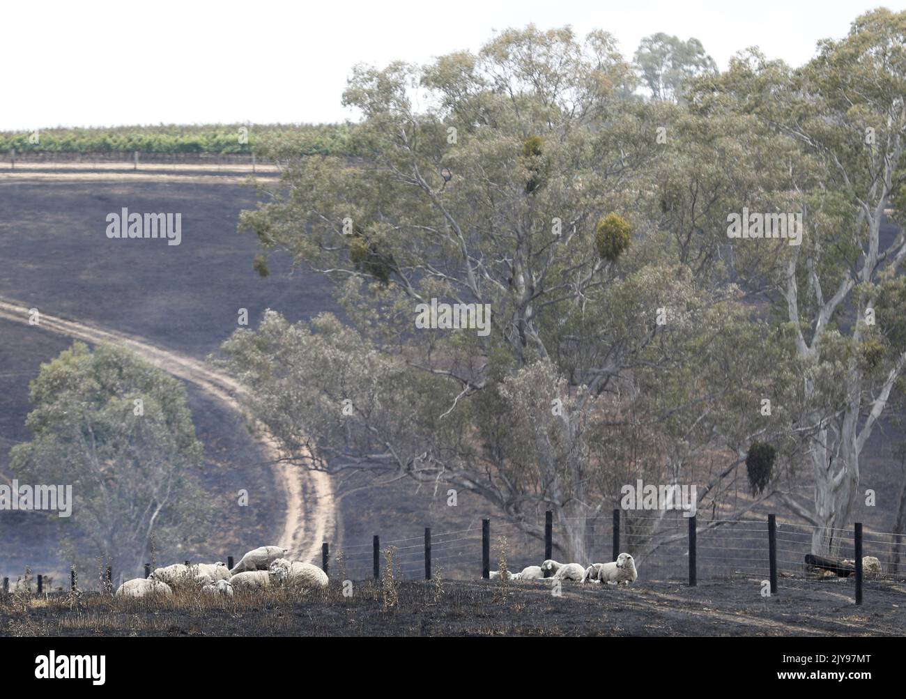Sheep in a burnt paddock at Woodside in Adelaide, Sunday, December 22 ...