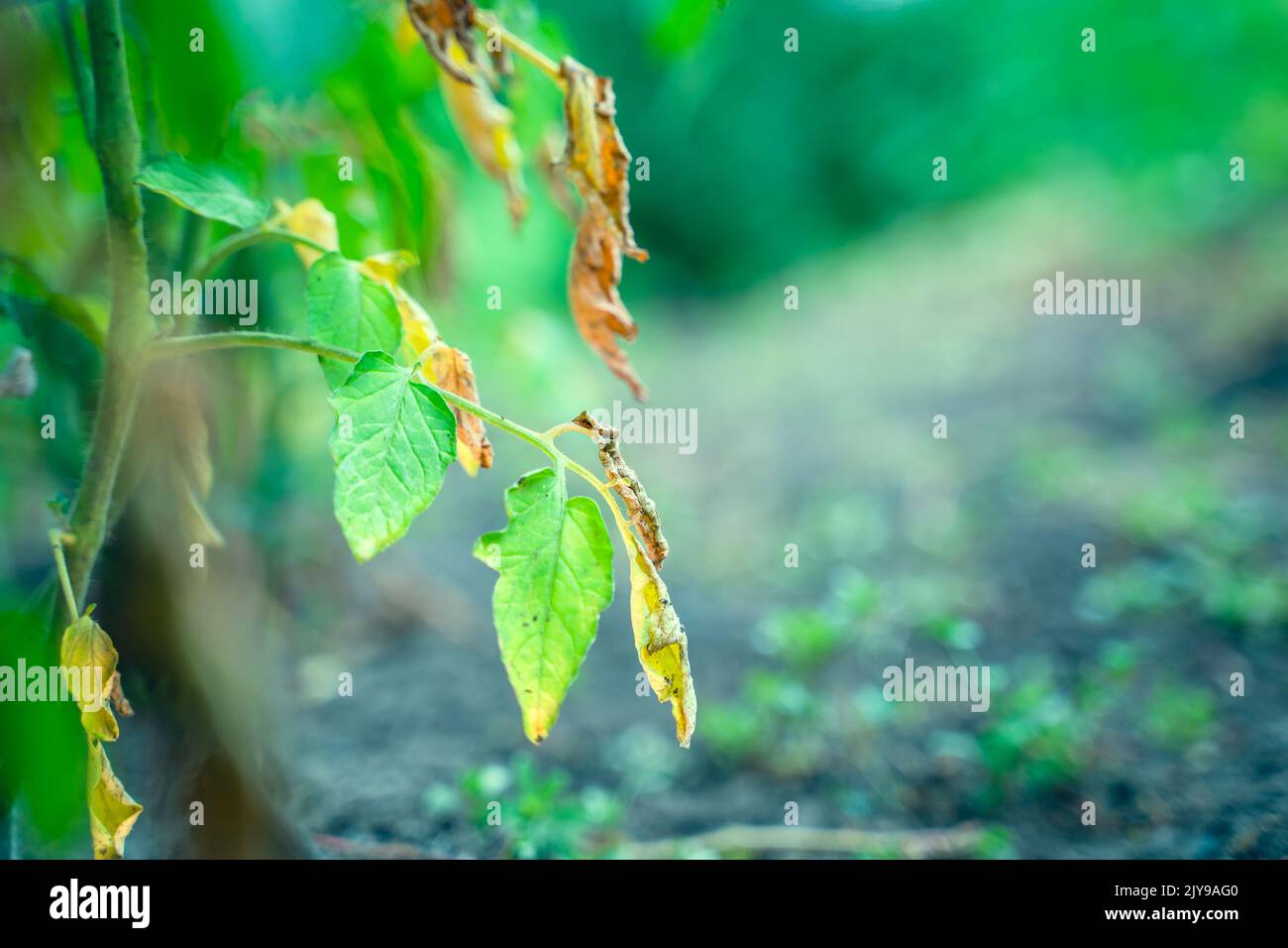 The leaves of a growing tomato are infected with phytophthora close-up ...