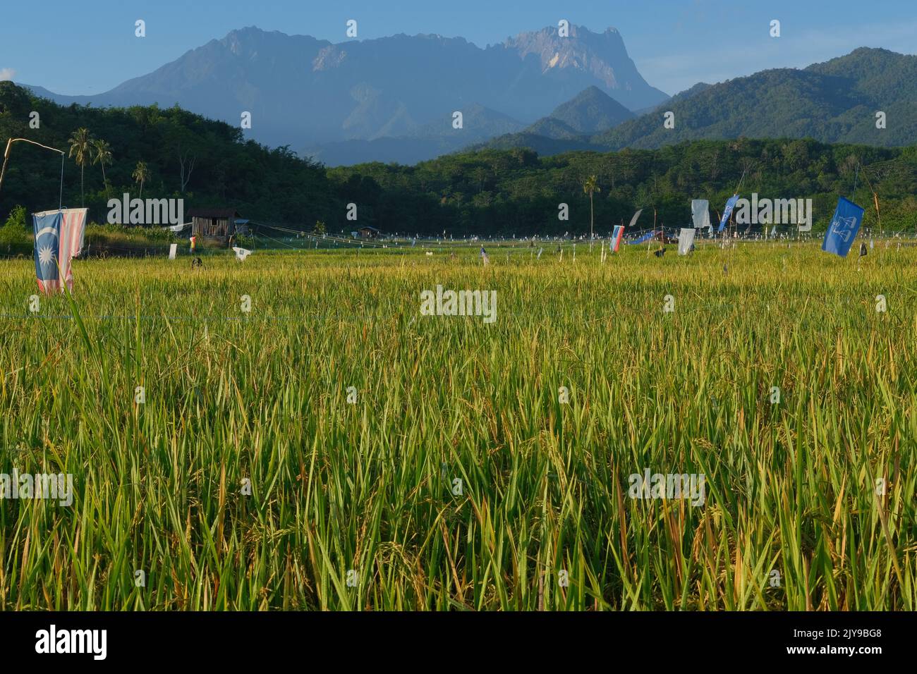 Tambatuon village paddy field with Mount Kinabalu view Stock Photo - Alamy