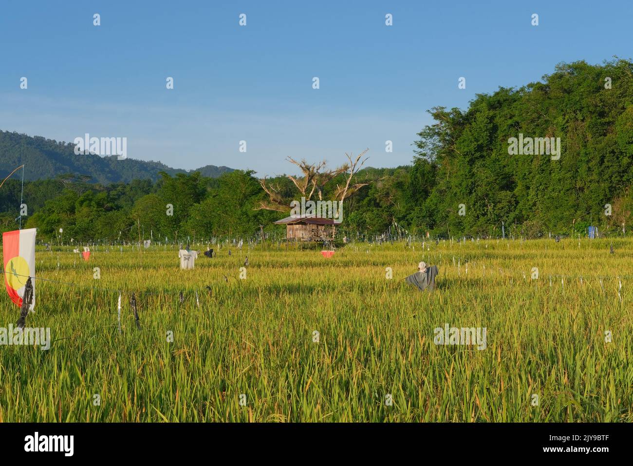 A small farm house at the paddy field of Tambatuon Village, Sabah Stock ...