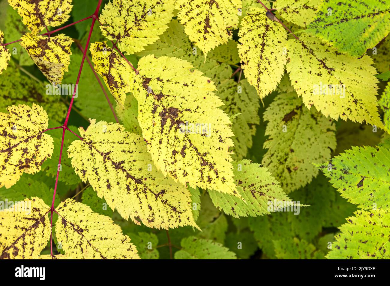 Vibrant yellow leaves hi-res stock photography and images - Alamy
