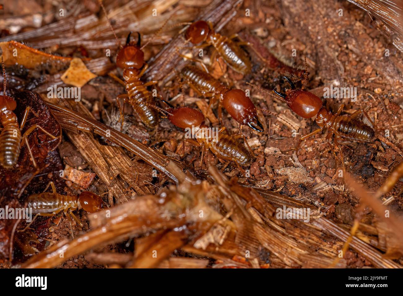 Adult Jawsnouted Termites of the species Syntermes nanus Stock Photo ...