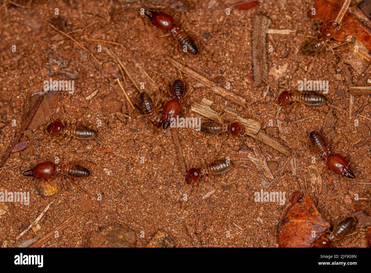 Adult Jawsnouted Termites of the species Syntermes nanus Stock Photo ...